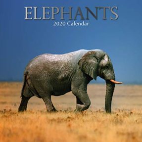 2020 Wall Calendar – Elephants Calendar, 12 x 12 Inch Monthly View, 16 ...